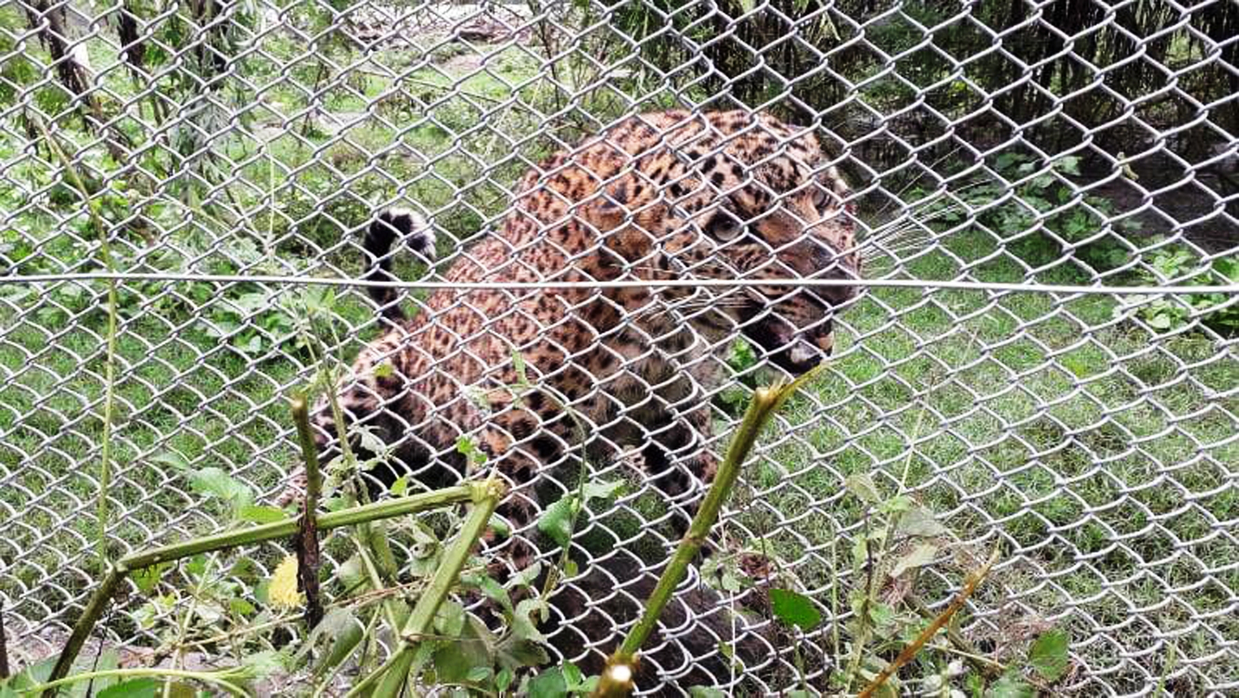 म्याग्दीको कालिज फार्मभित्र चितुवा पस्यो – सार्वजनिक सेवा प्रसारण संस्था