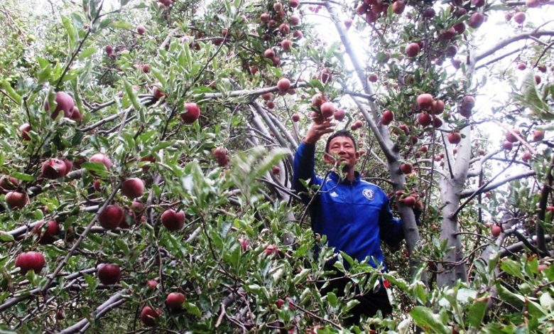 मुस्ताङको स्याउ सिजन : गत वर्षभन्दा प्रतिकेजी १० रुपैयाँ बढी (फोटो फिचर ...