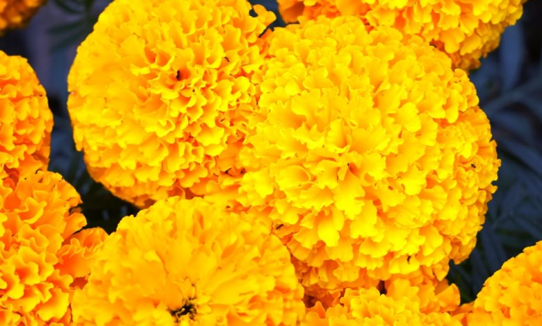 तिहारमा भारतबाट फूल नल्याइने – सार्वजनिक सेवा प्रसारण संस्था