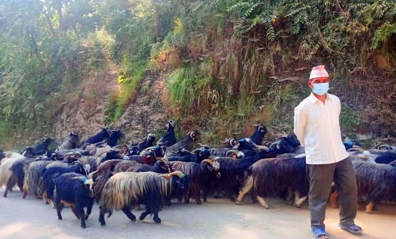 यसपालि दसैंमा झरेनन् च्याङ्ग्रा – सार्वजनिक सेवा प्रसारण संस्था