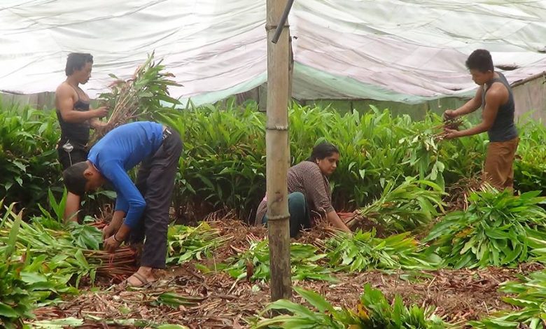 अलैँचीको मूल्य वृद्धि नहुँदा किसानलाई पिरलो – सार्वजनिक सेवा प्रसारण संस्था