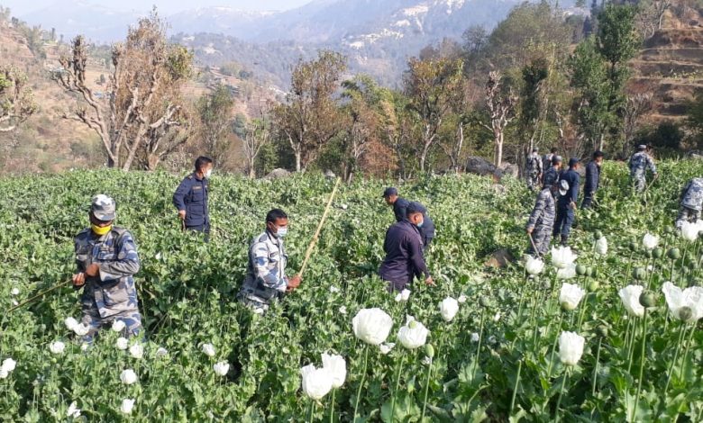 प्रतिबन्धित् लागु औषध अफीम खेती नष्ट – सार्वजनिक सेवा प्रसारण संस्था