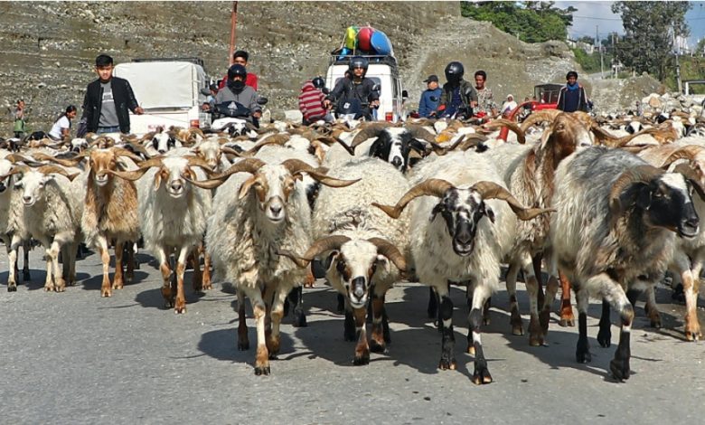 च्याङग्रा बेचेर मुस्ताङमा पैतिस करोड भित्रियो – नेपाल टेलिभिजन