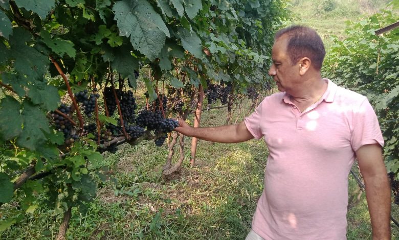 अङ्गुर खेती हुँदै उद्योगसम्म, कृषि पर्यटनमा नयाँ आयाम – सार्वजनिक सेवा ...