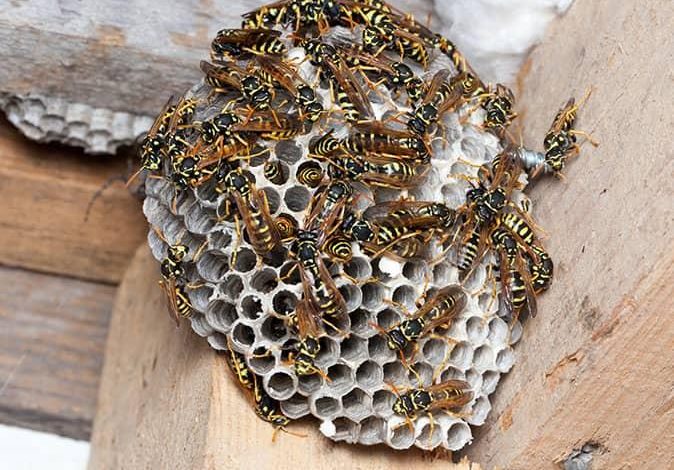 अरिंगालको टोकाइबाट आमा-छोरीको मृत्यु – सार्वजनिक सेवा प्रसारण संस्था