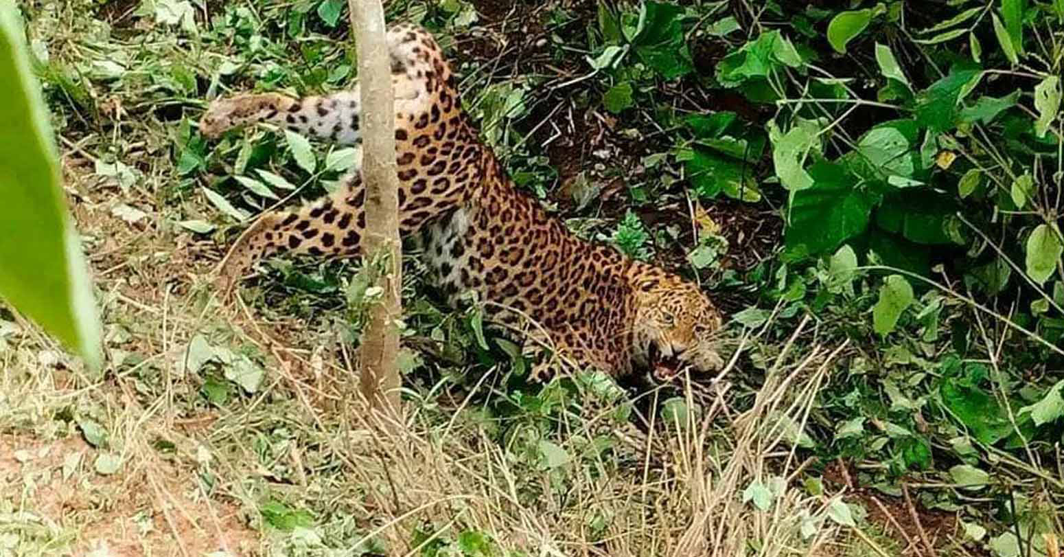 चितुवाको आक्रमणबाट आठ वर्षीय बालकको मृत्यु – सार्वजनिक सेवा प्रसारण संस्था
