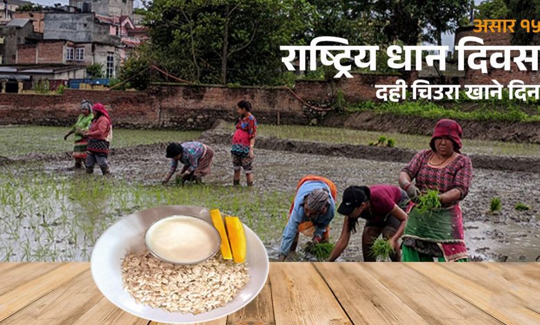 आज राष्ट्रिय धान दिवस, दही च्यूरा खाँदै रोपाइँ गरिँदै – सार्वजनिक सेवा ...