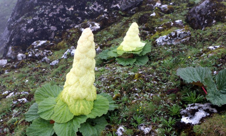 हिमालमा पदमचाल फुल्दा…. – सार्वजनिक सेवा प्रसारण संस्था