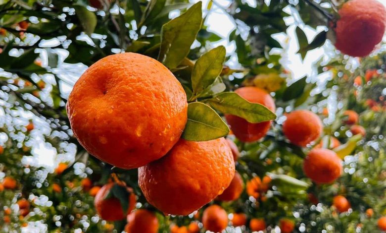 गण्डकीमा सुन्तला खेती विस्तार – सार्वजनिक सेवा प्रसारण संस्था