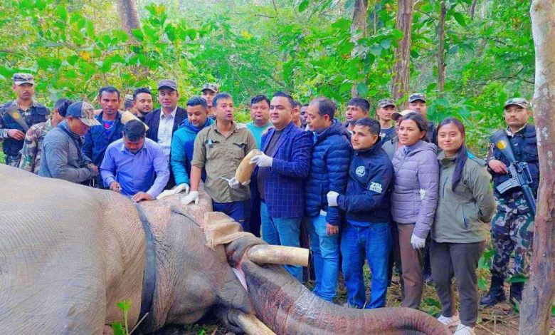 चितवनमा उत्पात मच्चाउँदै आएको ध्रुवे हात्तीको दाह्रा काटियाे – नेपाल ...